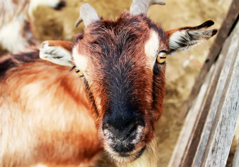 How Goats See: Color Spectrum, Range of Vision & More – Savvy Farm Life