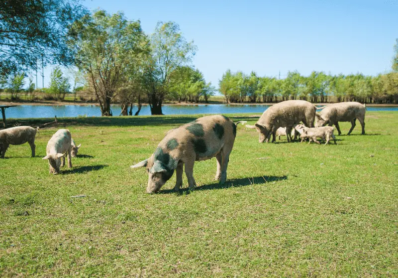 Pig Maturity Age For Breeding And Slaughter – Savvy Farm Life