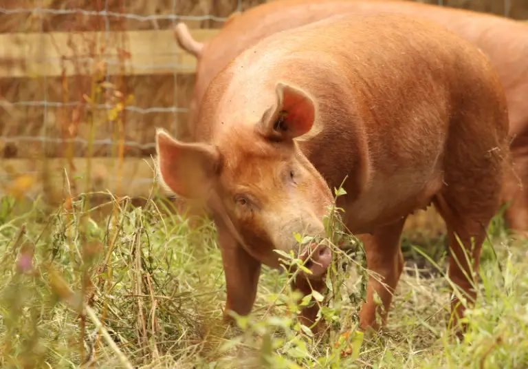 Pig Maturity Age For Breeding And Slaughter – Savvy Farm Life