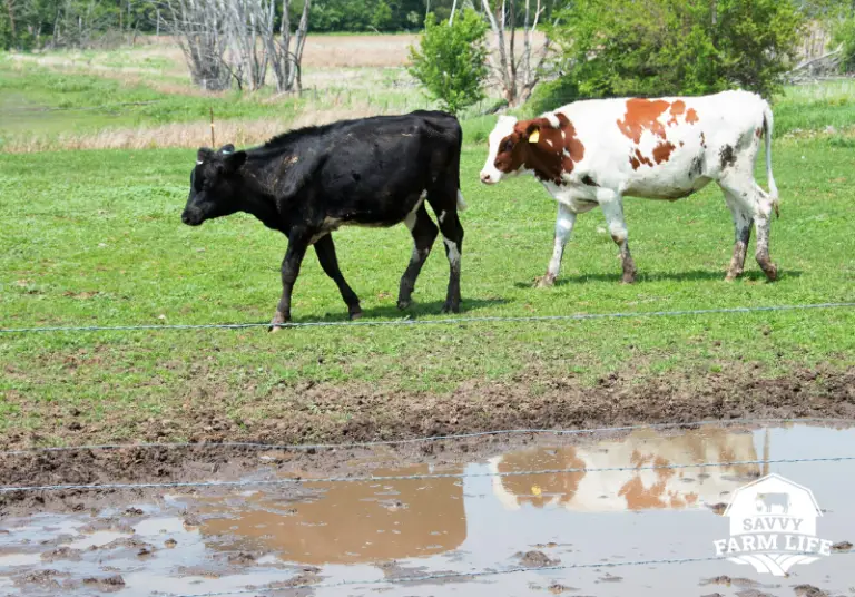 Cow Affection: 10 Clear Ways Cows Show Affection – Savvy Farm Life