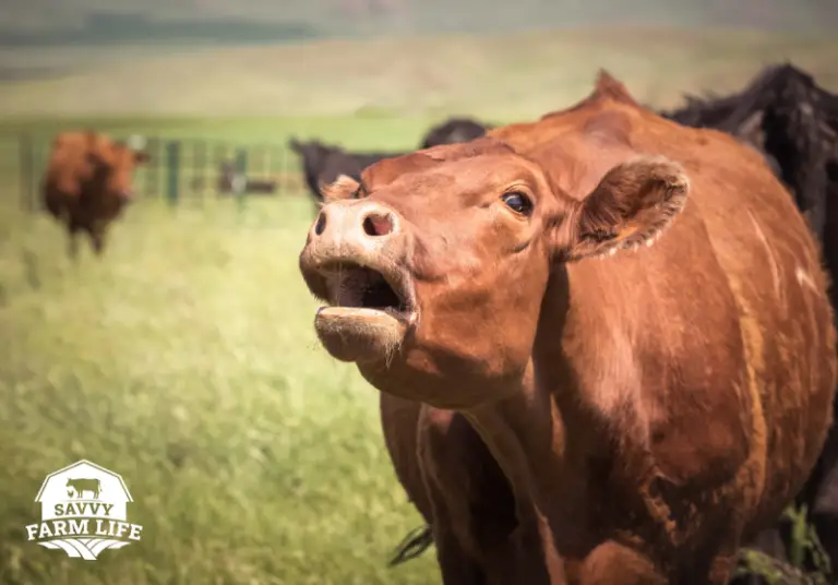 Cow Affection: 10 Clear Ways Cows Show Affection – Savvy Farm Life