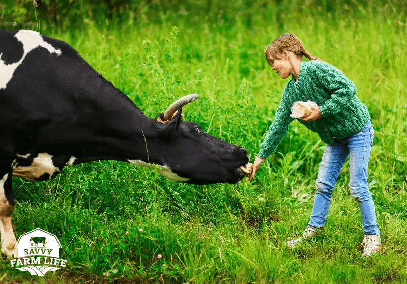 Cow Affection: 10 Clear Ways Cows Show Affection – Savvy Farm Life