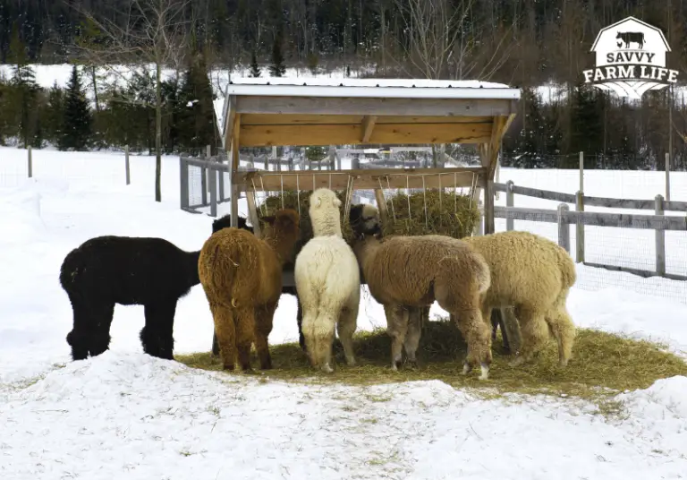 Ultimate Guide To What Alpacas Can (And Can’t) Eat – Savvy Farm Life