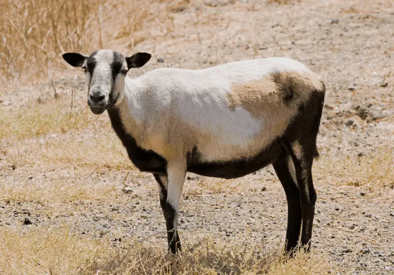 Top 10 Hair Sheep Breeds (That Don’t Require Shearing) – Savvy Farm Life