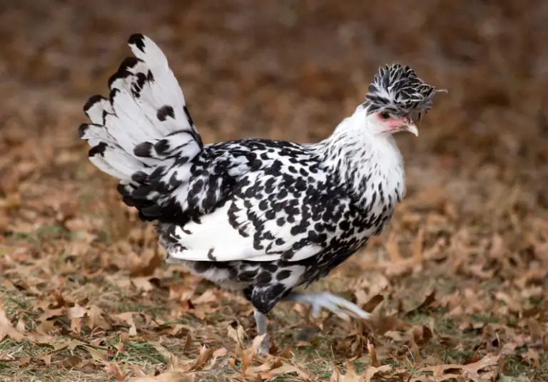 Top 10 Crazy Hair Chicken Breeds – Savvy Farm Life