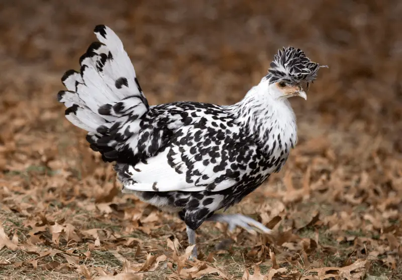 Top 10 Crazy Hair Chicken Breeds – Savvy Farm Life