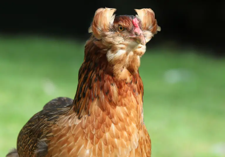Top 10 Crazy Hair Chicken Breeds – Savvy Farm Life