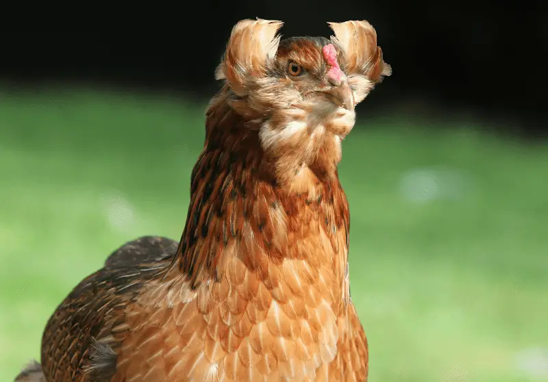 Chickens That Lay Green Eggs: Top 10 Breeds – Savvy Farm Life