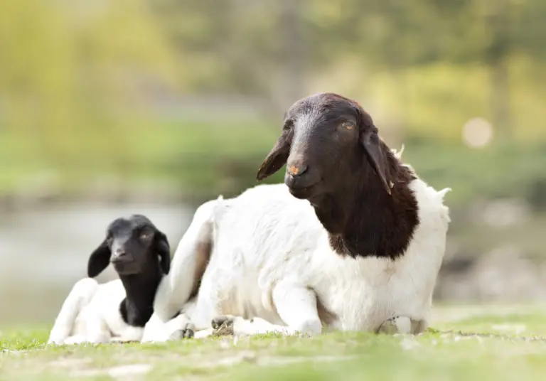 Top 10 Hair Sheep Breeds (That Don’t Require Shearing) – Savvy Farm Life