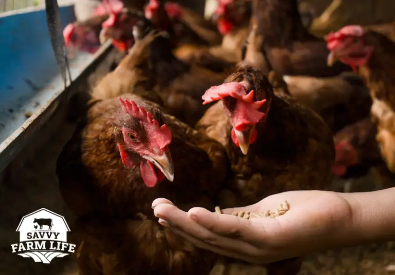 Can You Eat A Rooster? Read Before Trying – Savvy Farm Life