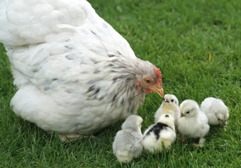 Top 10 Crazy Hair Chicken Breeds – Savvy Farm Life