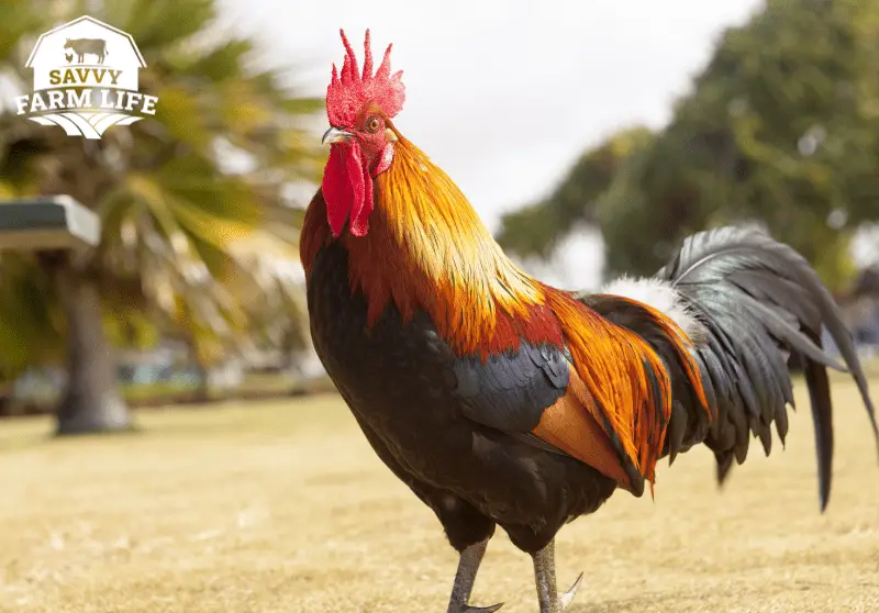 Can You Eat A Rooster? Read Before Trying – Savvy Farm Life