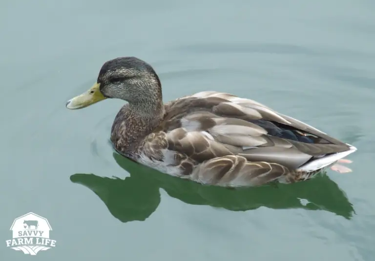 How Do Ducks Mate? Quick Guide To Duck Mating – Savvy Farm Life