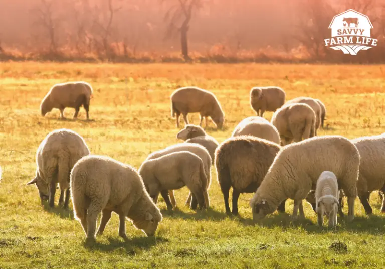 Sheep Tails 101: What You Should Know – Savvy Farm Life