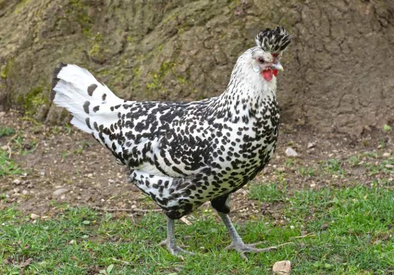 Top 10 Crazy Hair Chicken Breeds – Savvy Farm Life