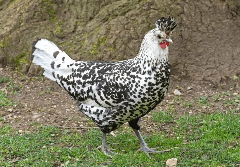Top 10 Crazy Hair Chicken Breeds – Savvy Farm Life