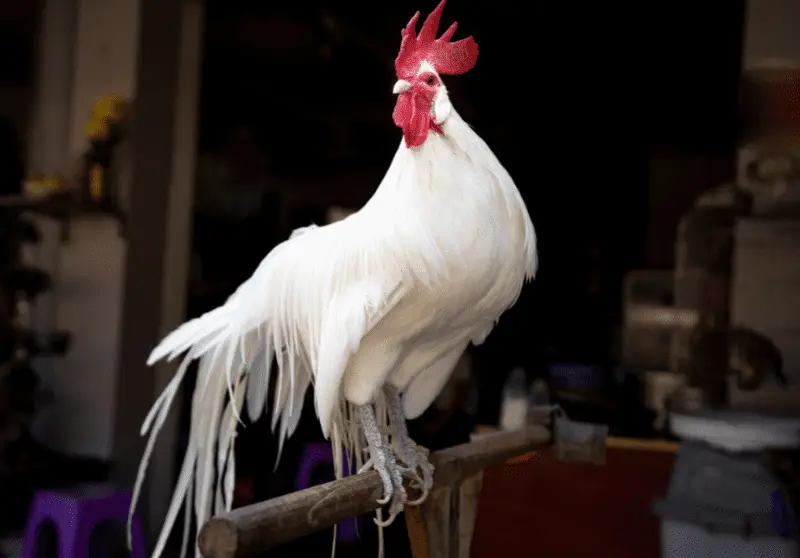 Top 10 Crazy Hair Chicken Breeds – Savvy Farm Life