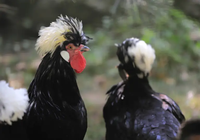 Top 10 Crazy Hair Chicken Breeds – Savvy Farm Life