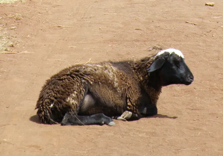 Top 10 Hair Sheep Breeds (That Don’t Require Shearing) – Savvy Farm Life