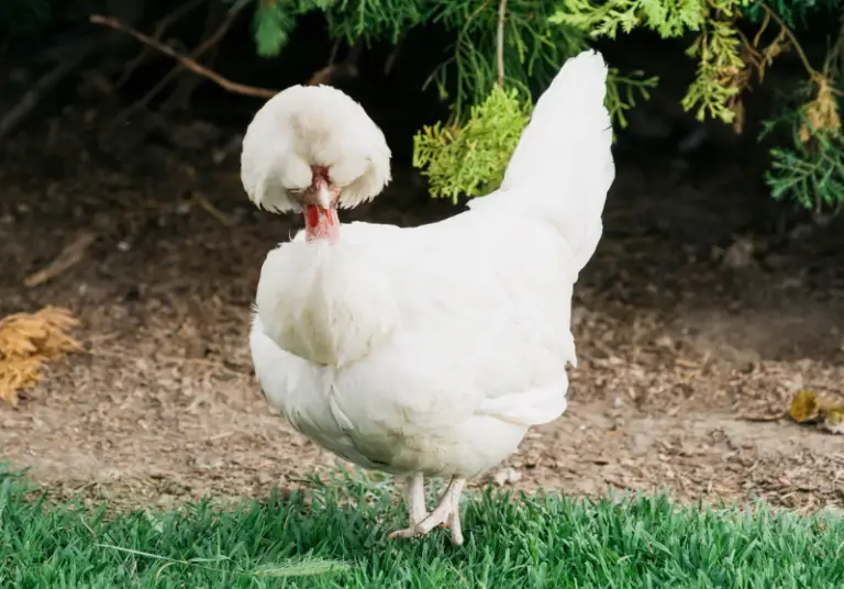 Top 10 Crazy Hair Chicken Breeds – Savvy Farm Life