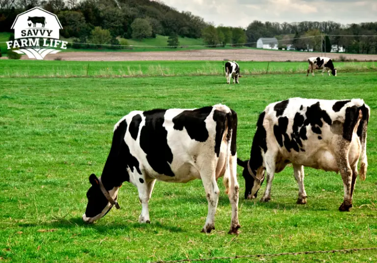 Difference Between Cow And Cattle: Clear Explanation – Savvy Farm Life Difference Between Cow And Cattle: Clear Explanation – Savvy Farm Life