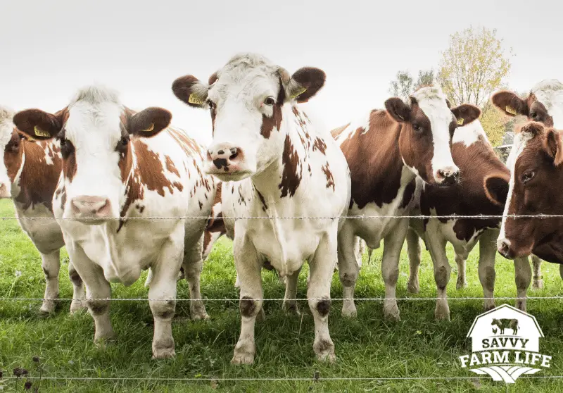Difference Between Cow And Cattle: Clear Explanation – Savvy Farm Life Difference Between Cow And Cattle: Clear Explanation – Savvy Farm Life