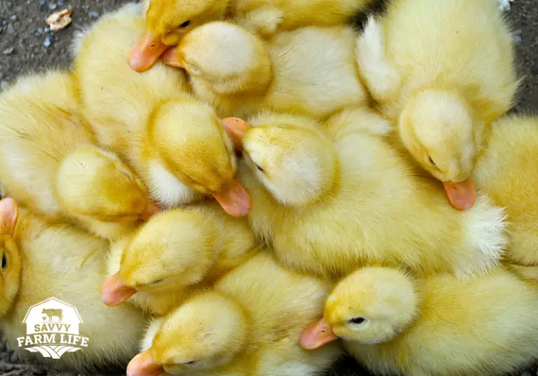 What A Baby Duck Is Called (And Other Fun Facts) – Savvy Farm Life