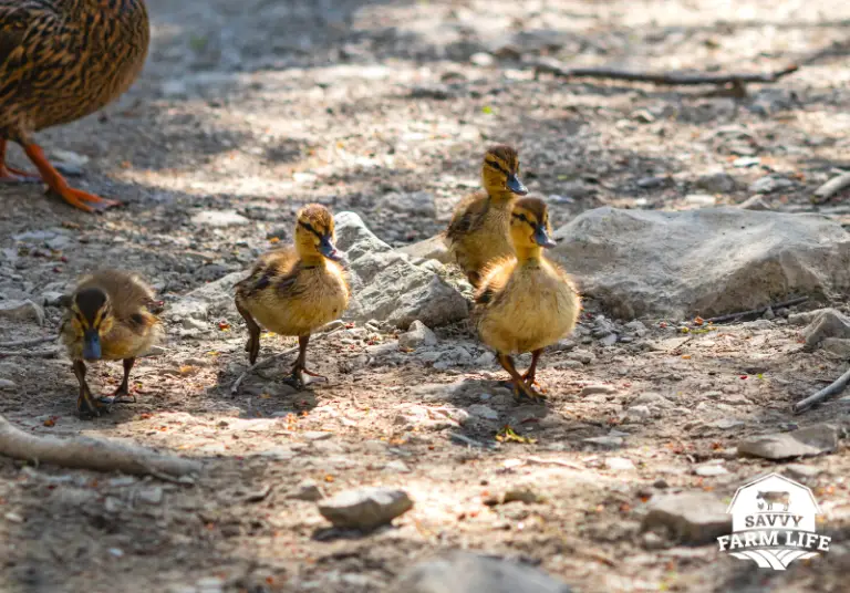 What A Baby Duck Is Called (And Other Fun Facts) – Savvy Farm Life