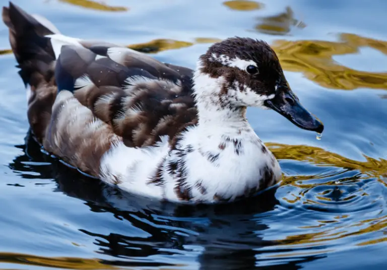 10 Incredible Black & White Duck Breeds (With Pictures) – Savvy Farm Life