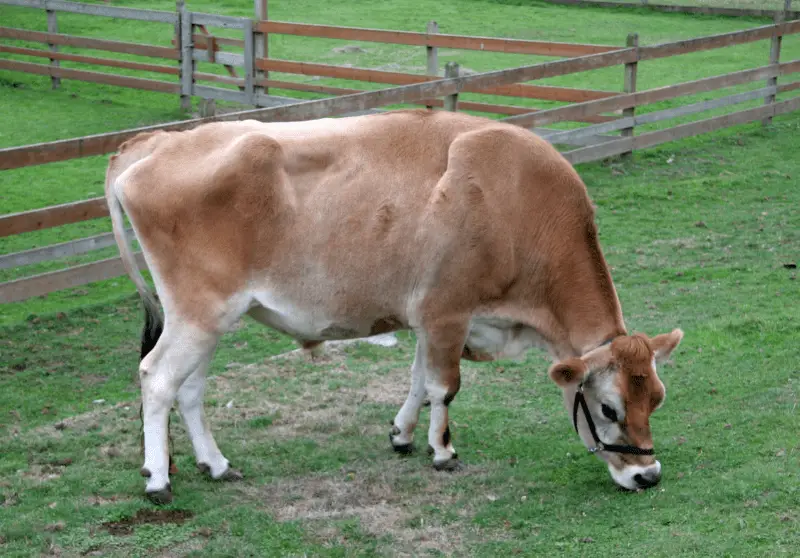 Brown And White Cow Breeds: Top 10 Breeds – Savvy Farm Life