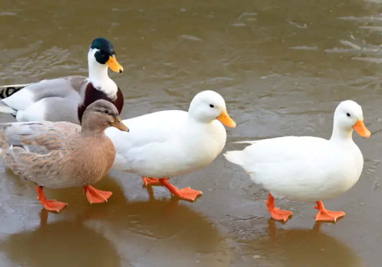 10 Incredible Black & White Duck Breeds (With Pictures) – Savvy Farm Life