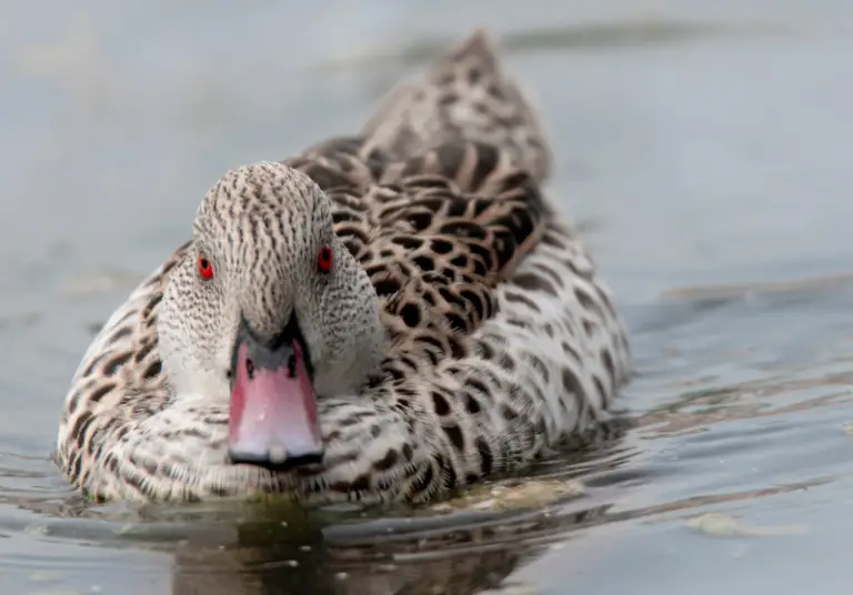 Duck Breeds With Red Beaks (With Pictures) – Savvy Farm Life