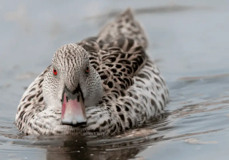 Duck Breeds With Red Beaks (With Pictures) – Savvy Farm Life