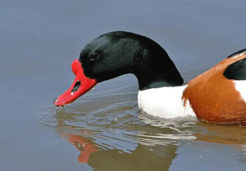 Duck Breeds With Red Beaks (With Pictures) – Savvy Farm Life