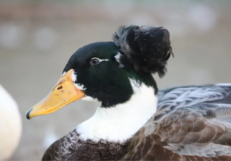 15 Different Types Of Ducks (With Pictures) – Savvy Farm Life