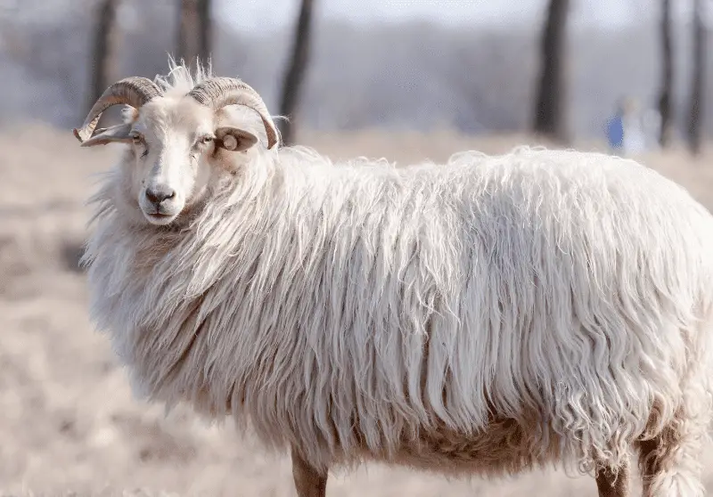 Do Sheep Have Horns? What You Need To Know – Savvy Farm Life