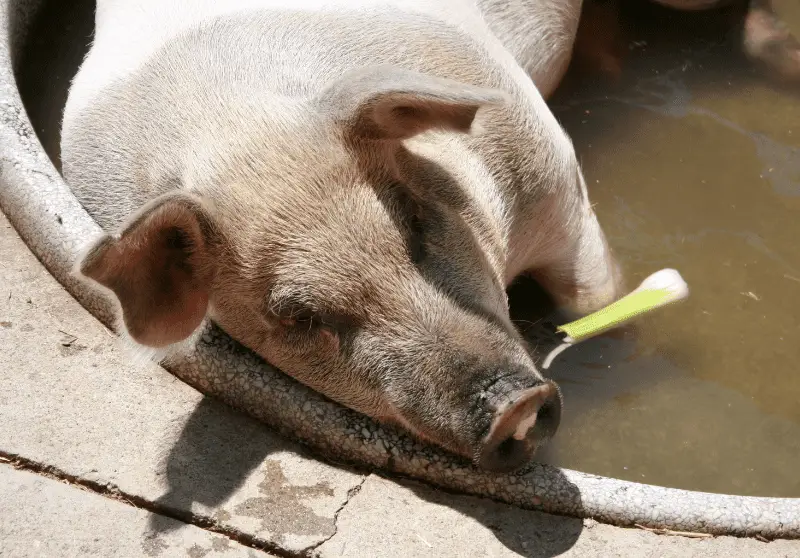 Pigs That Won’t Eat: Causes And Best Solutions – Savvy Farm Life