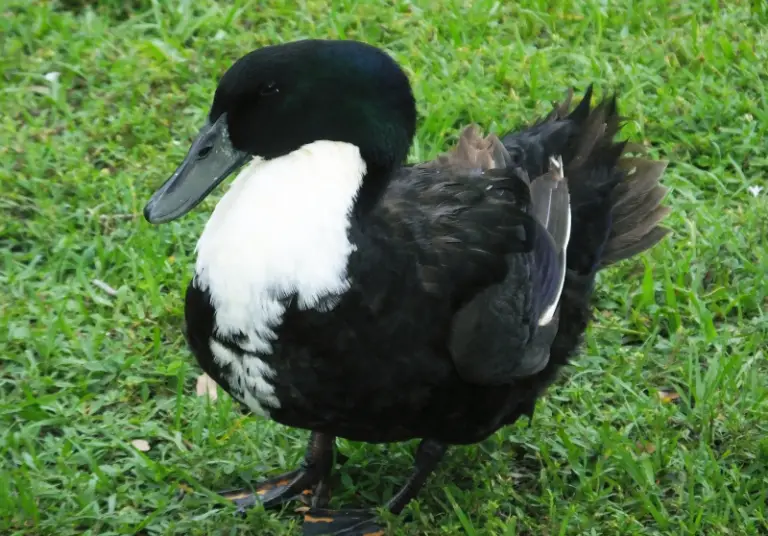 10 Incredible Black & White Duck Breeds (With Pictures) – Savvy Farm Life