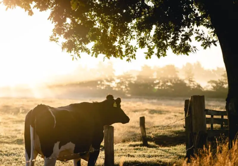 Top 50 Best Cow Quotes and Sayings – Savvy Farm Life