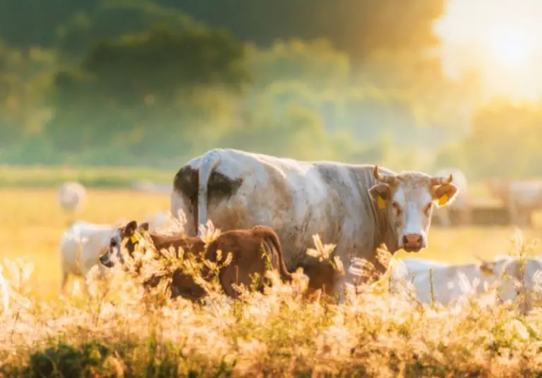 Top 50 Best Cow Quotes and Sayings – Savvy Farm Life