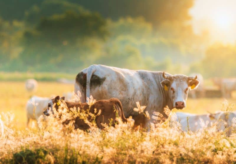 Top 50 Best Cow Quotes and Sayings – Savvy Farm Life