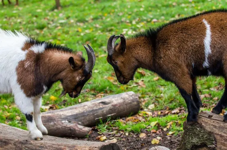 How Goats Protect Themselves – Savvy Farm Life