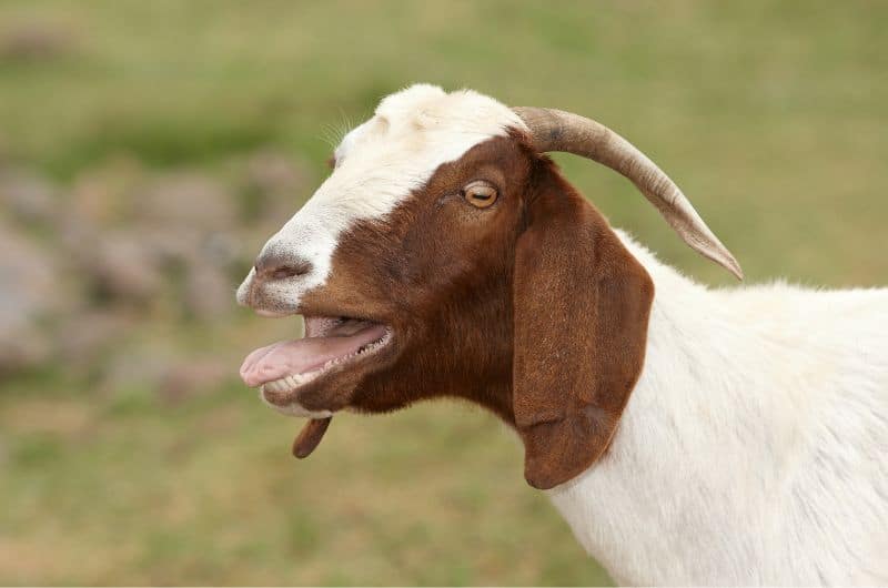 How To Tell If A Goat Is Depressed And What To Do About It Savvy