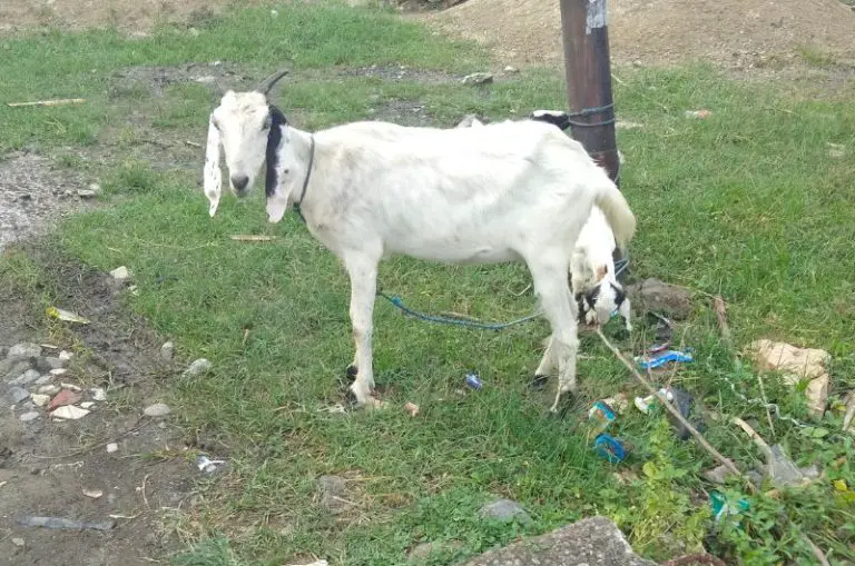 How To Tell If A Goat Is Depressed (And What To Do About It) – Savvy ...