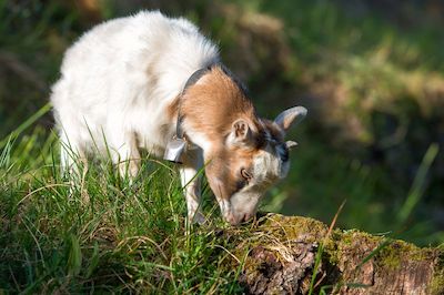 How Many Goats Should You Have Per Acre? Essential Guide – Savvy Farm Life