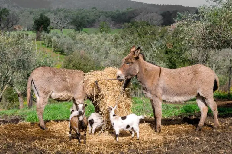How Goats Protect Themselves – Savvy Farm Life