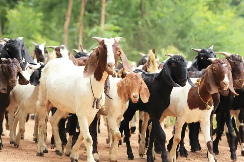 How To Tell If A Goat Is Depressed (And What To Do About It) – Savvy ...