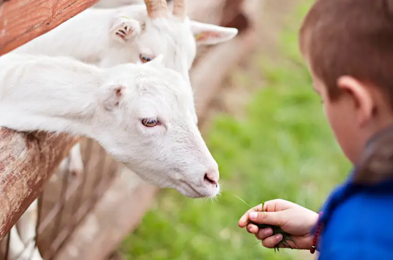 Are Goats Friendly? What You Need To Know – Savvy Farm Life