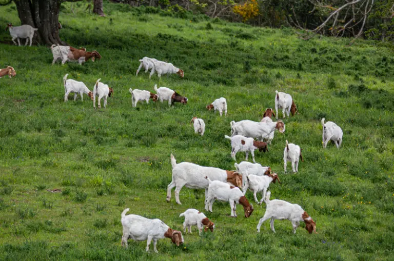 Using Goats To Clear Land: Best Breeds, How Long It Takes & More ...