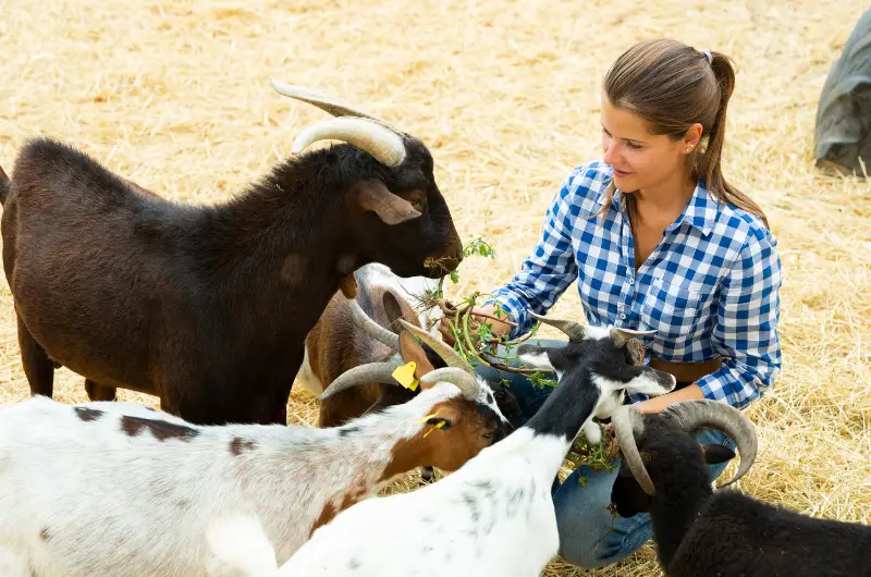 Are Goats Friendly? What You Need To Know – Savvy Farm Life